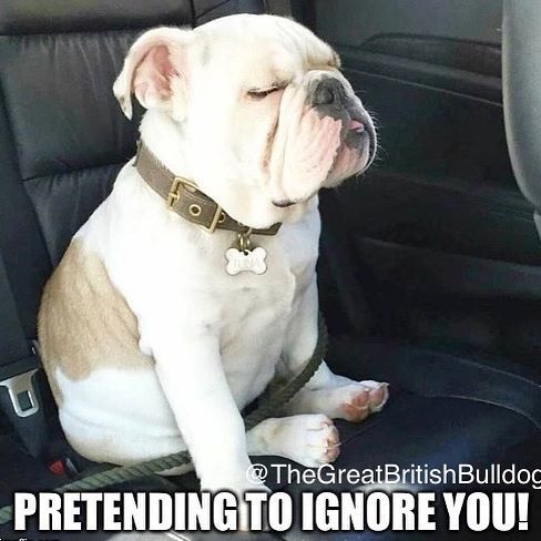 Cute Bulldog Ignoring You Meme - #10 of 69 Bulldog Memes