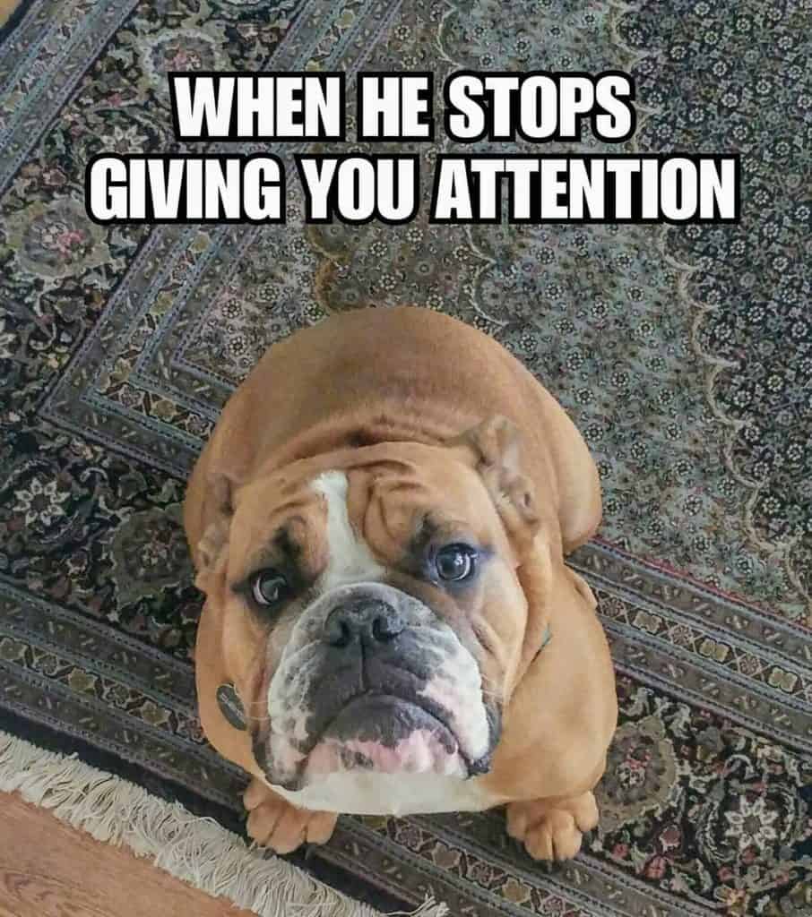 English Bulldog Memes