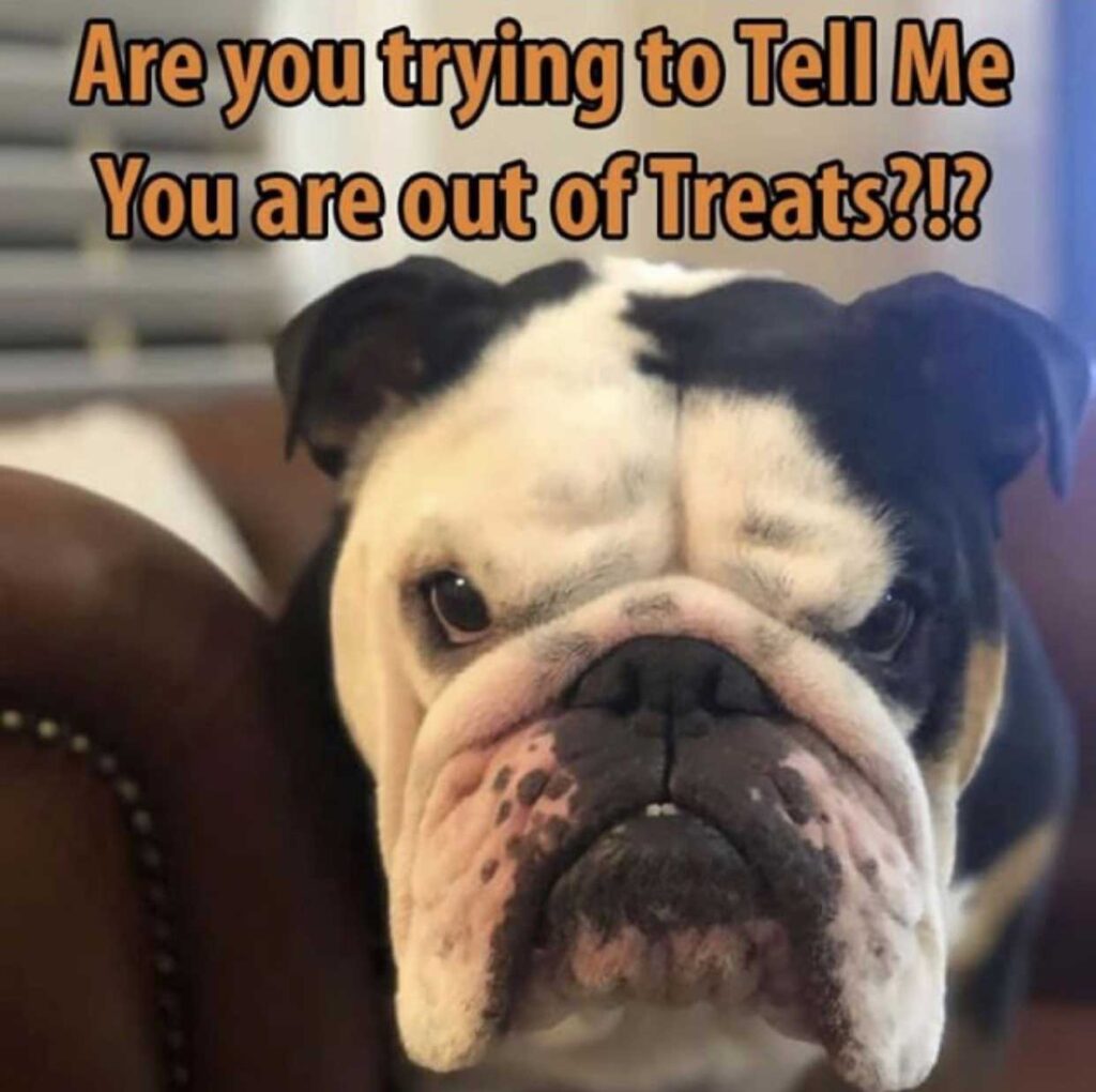Funny Angry Bulldog Meme - #39 of 69 Bulldog Meme Gallery