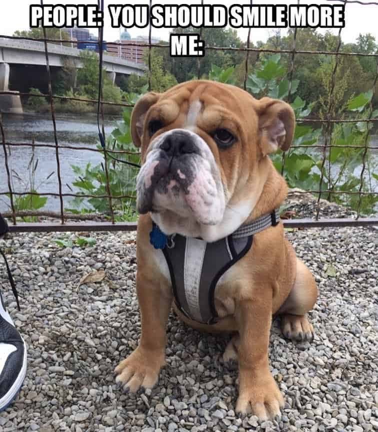 Bulldog Should Smile More - #41 of 69 Bulldog Memes